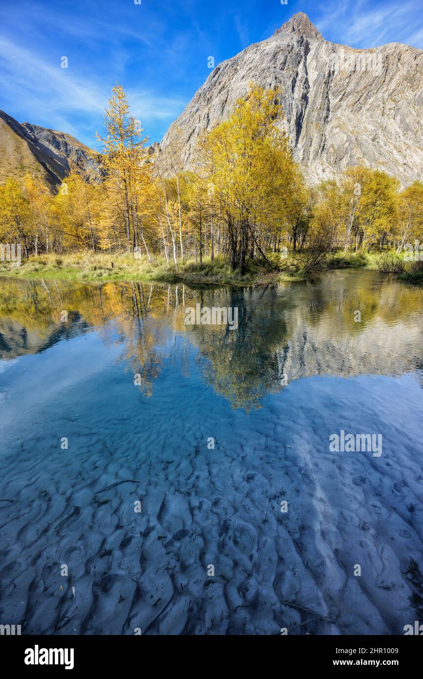 The Ubaye River at Plan de Parouart in autumn. Laurel willow in autumn ...