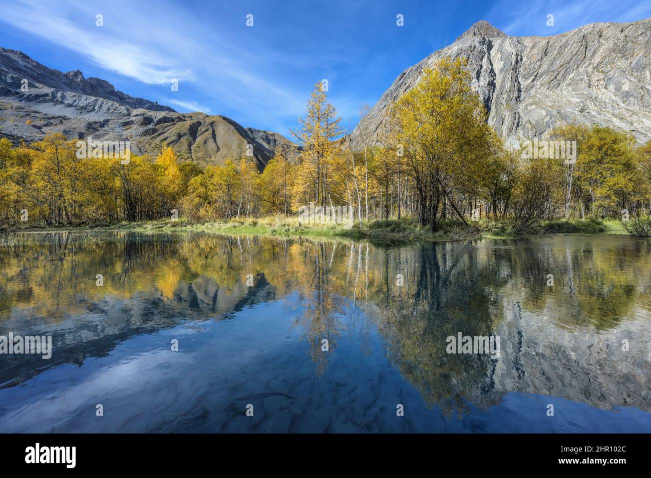 The Ubaye River at Plan de Parouart in autumn. Laurel willow in autumn ...