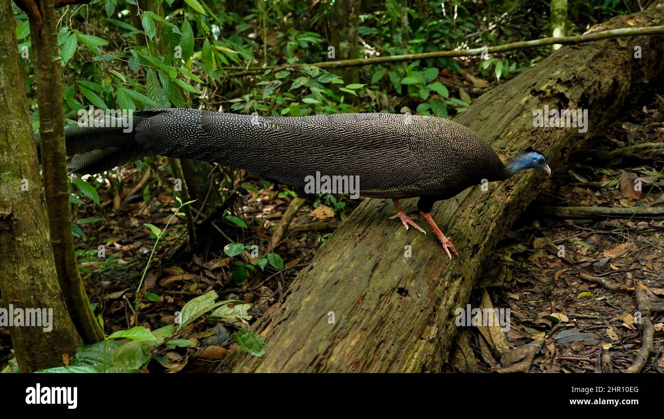 Great argus (Argusianus argus) in forest, Gunung Leuser, North Sumatra ...