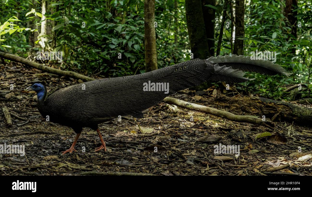 Great argus (Argusianus argus) in forest, Gunung Leuser, North Sumatra ...