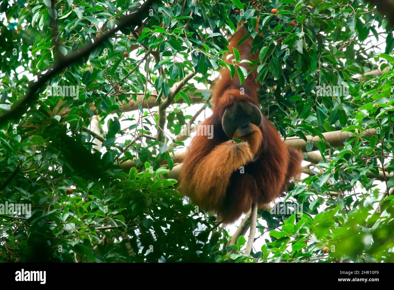 Sumatran Orangutan (Pongo abelii) male eating fruits in tree, Gunung ...