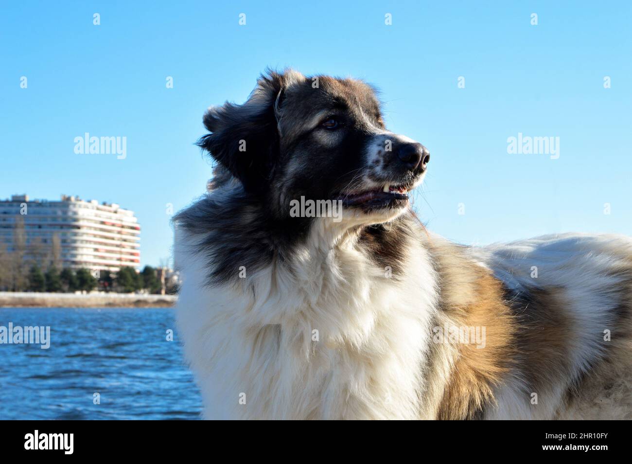 Working dog big dog sheep dog hi-res stock photography and images - Alamy
