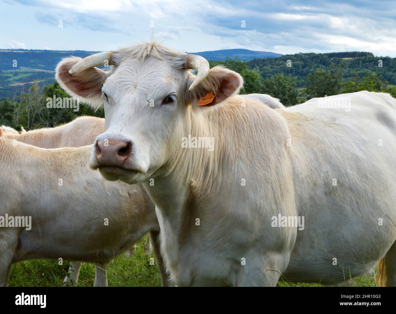 Charolais cows hi-res stock photography and images - Alamy