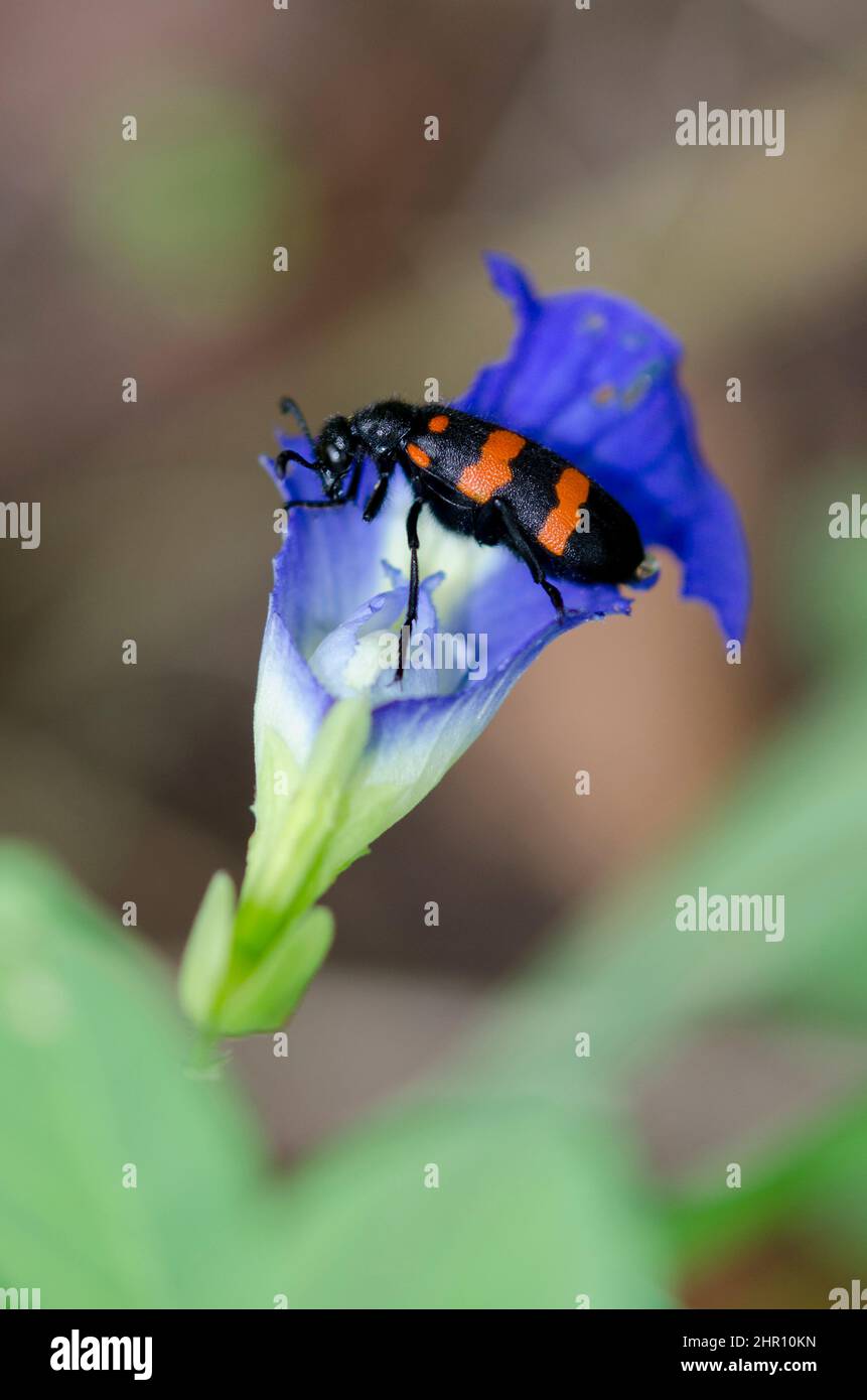 Blister Beetle (Meloe pustulatus) on flower, West Bali National Park ...