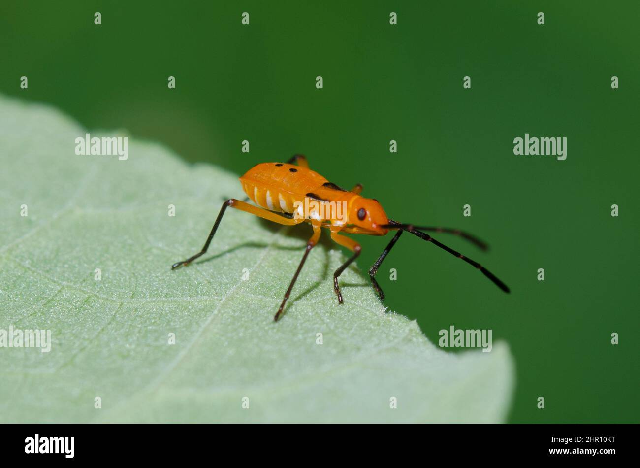 Nymph of Cotton Stainer Bug (Dysdercus poecilus) on leaf, West Bali ...