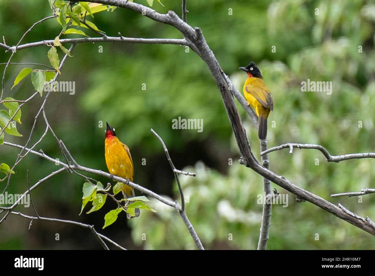 Yellow bulbul rubigula dispar hi-res stock photography and images - Alamy
