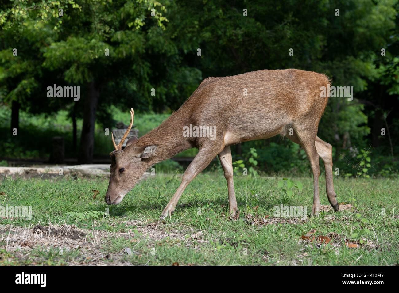 Male Javan Rusa deer (Rusa timorensis) feeding on grass, endemic to ...