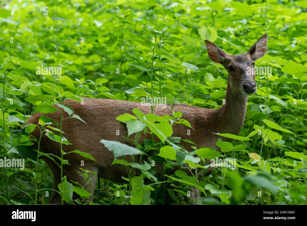 Female Javan Rusa deer (Rusa timorensis) in bushes, endemic to ...