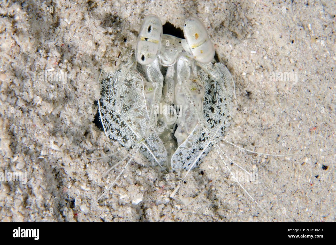 Sulcate Mantis Shrimp (Lysiosquillina sulcata) camouflaged on sand in ...