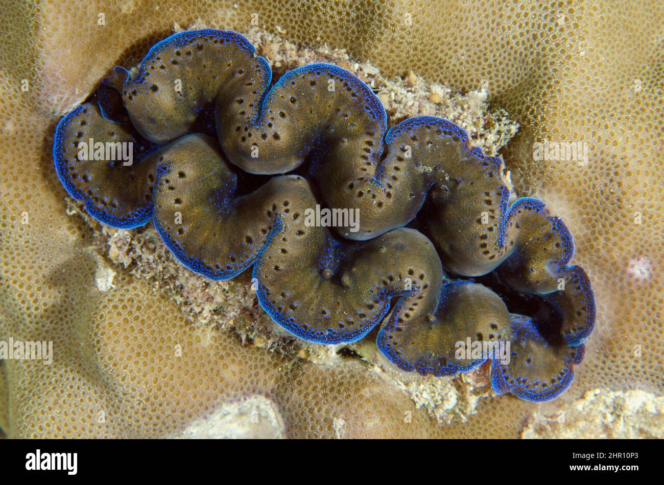 Small Giant Clam (Tridacna maxima) embedded in coral, NusaBay Menjangan ...