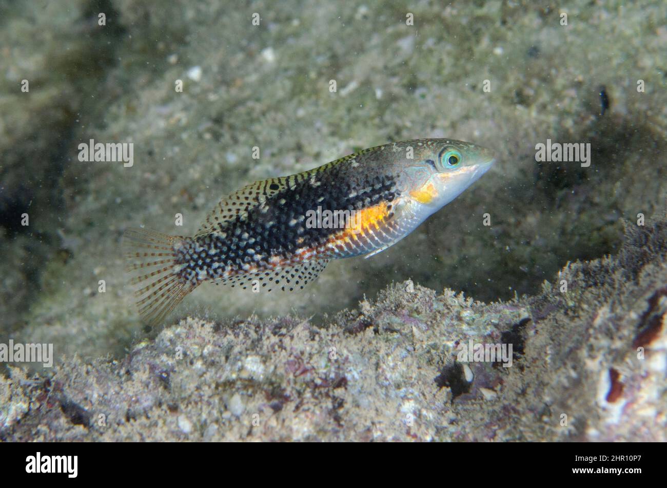 Initial phase of Cheekring Wrasse (Halichoeres miniatus), NusaBay ...
