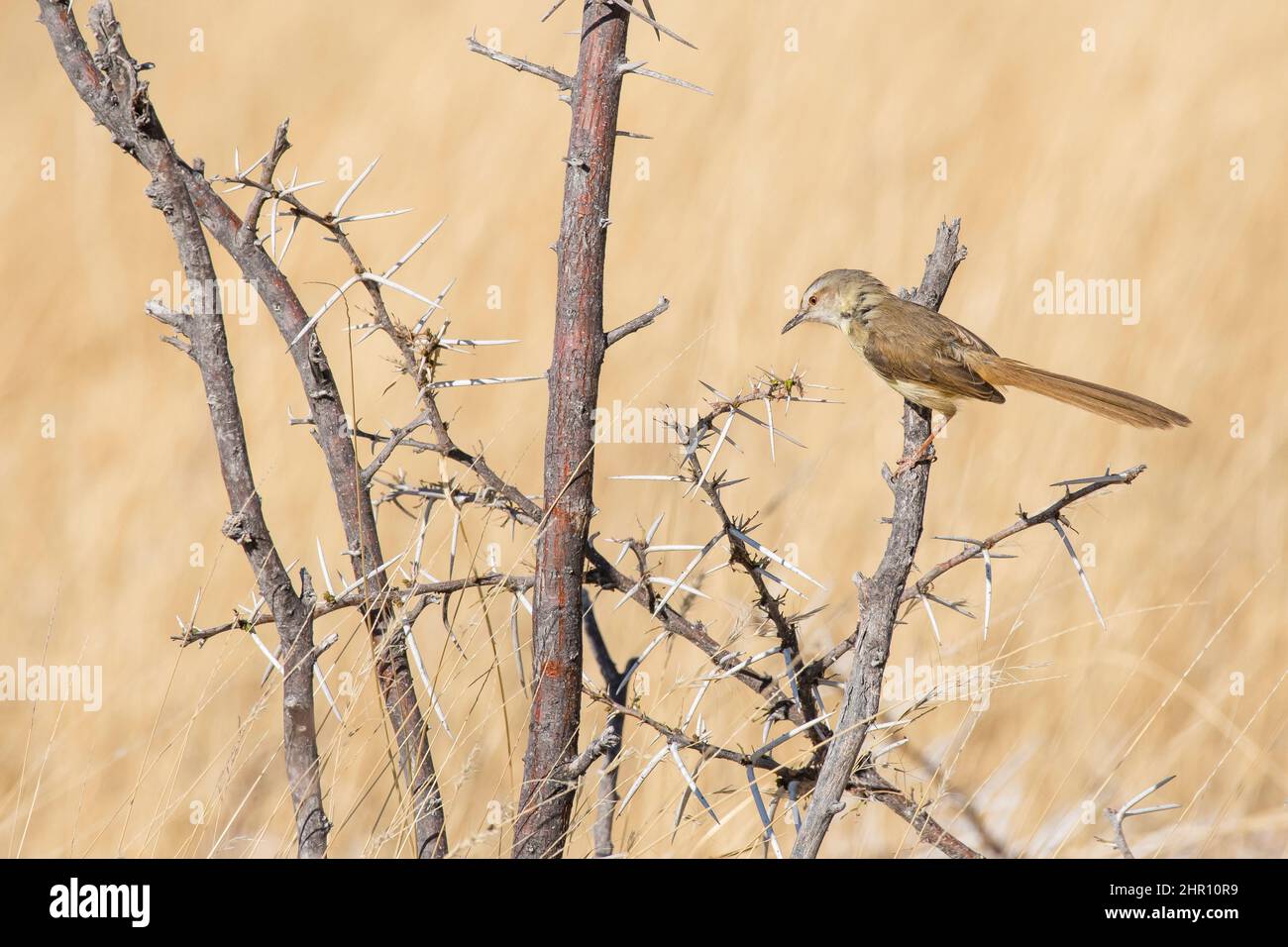 Tawny-flanked Prinia (Prinia subflava) on a thorny shrub, Etosha ...