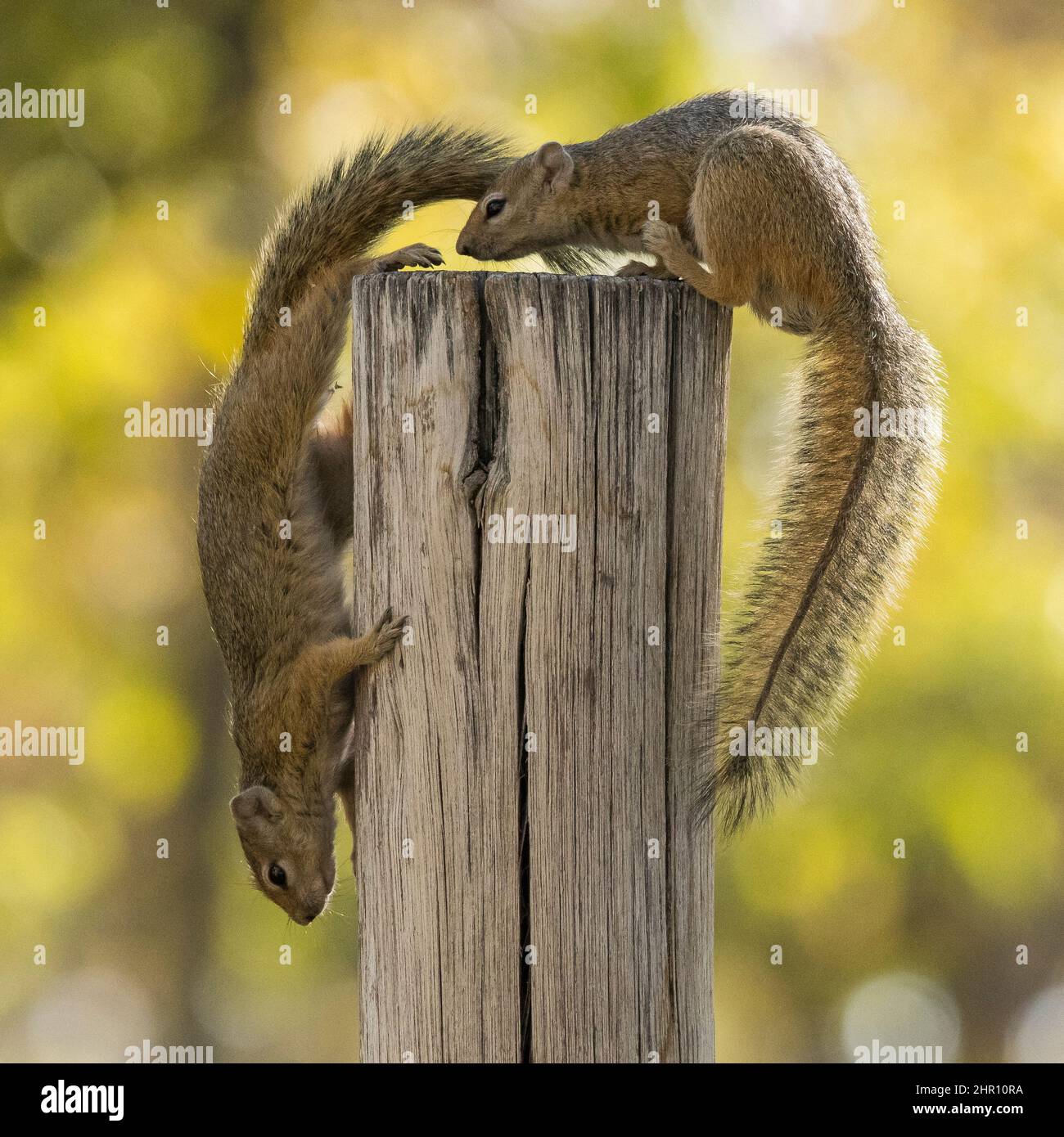 Smith's bush squirrels (Paraxerus cepapi) on a pole, Etosha National ...