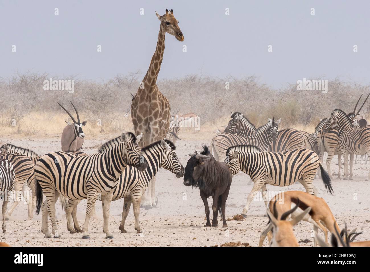Wildebeest zebra giraffe africa hi-res stock photography and images - Alamy