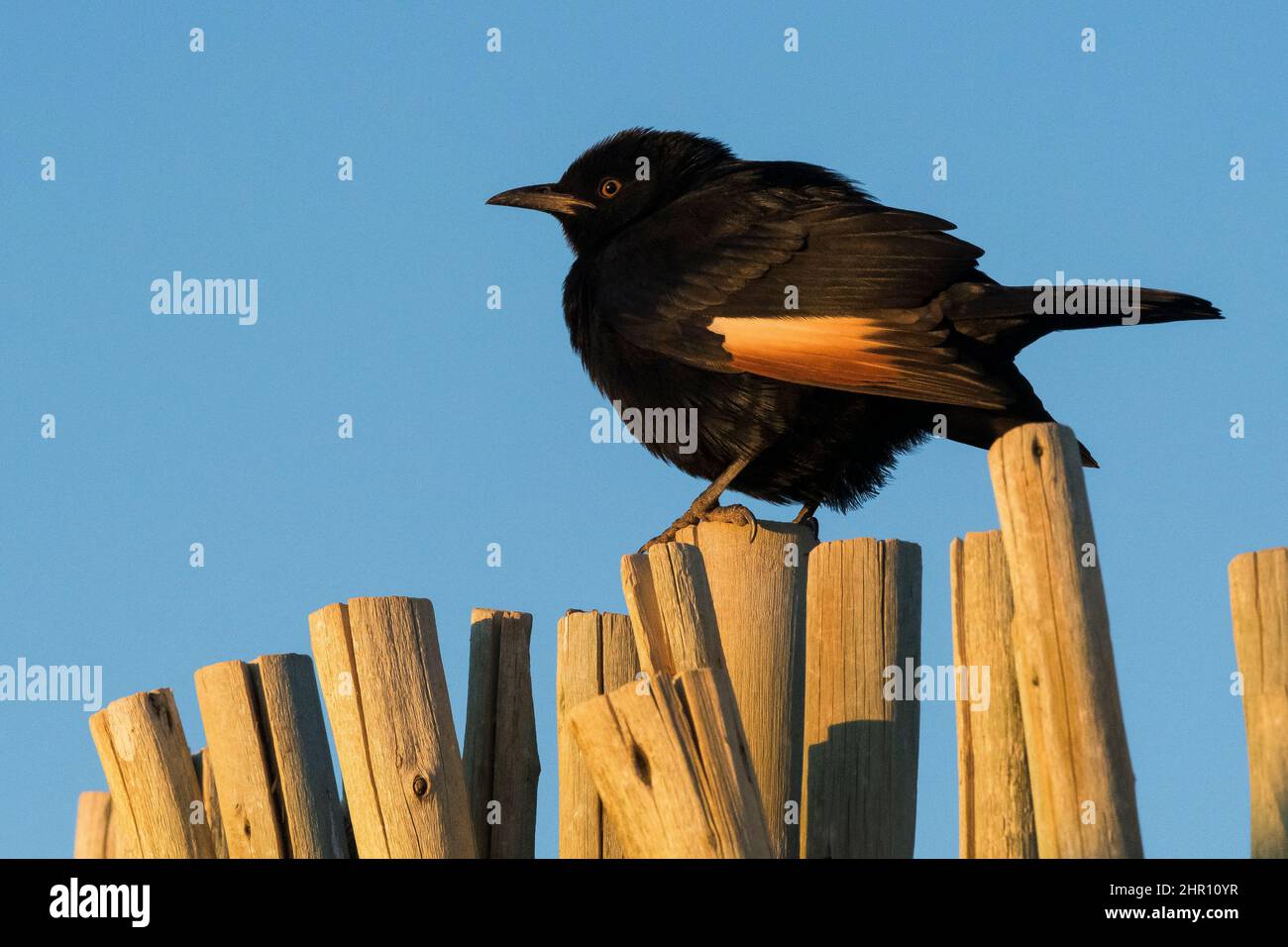 Pale-winged Starling (Onychognathus nabouroup) in fence, Fish River ...