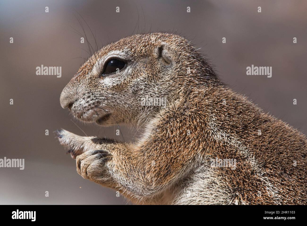 South african ground squirrel (Xerus inauris), profile portrait ...