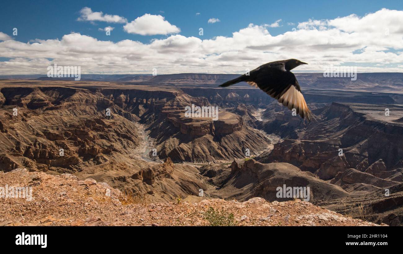 Pale-winged Starling (Onychognathus nabouroup) in flight against a ...