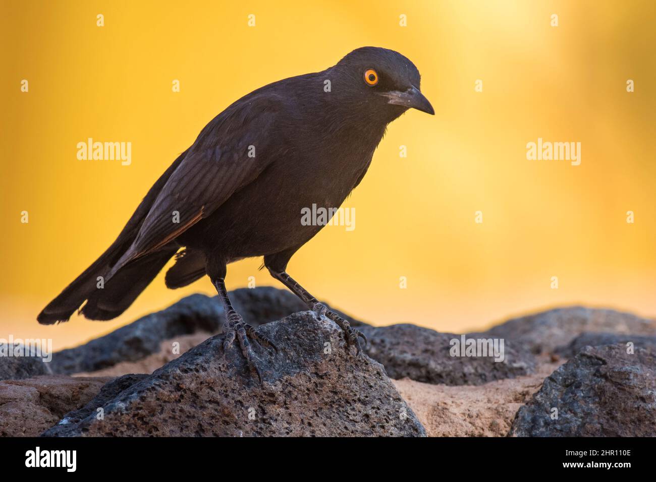 Pale-winged Starling (Onychognathus nabouroup) on rock, Sossusvlei ...
