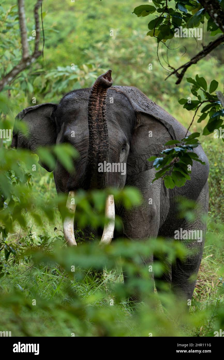 Sumatran Elephant (Elephas maximus sumatranus) wild male in forest ...