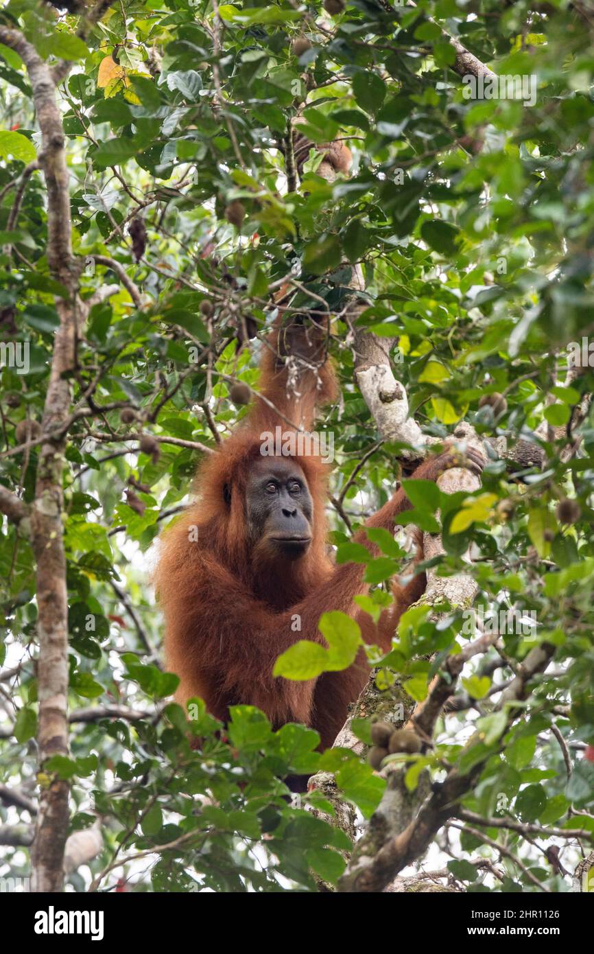 Tapanuli orangutan (Pongo tapanuliensis) female eating fruits, Batang ...