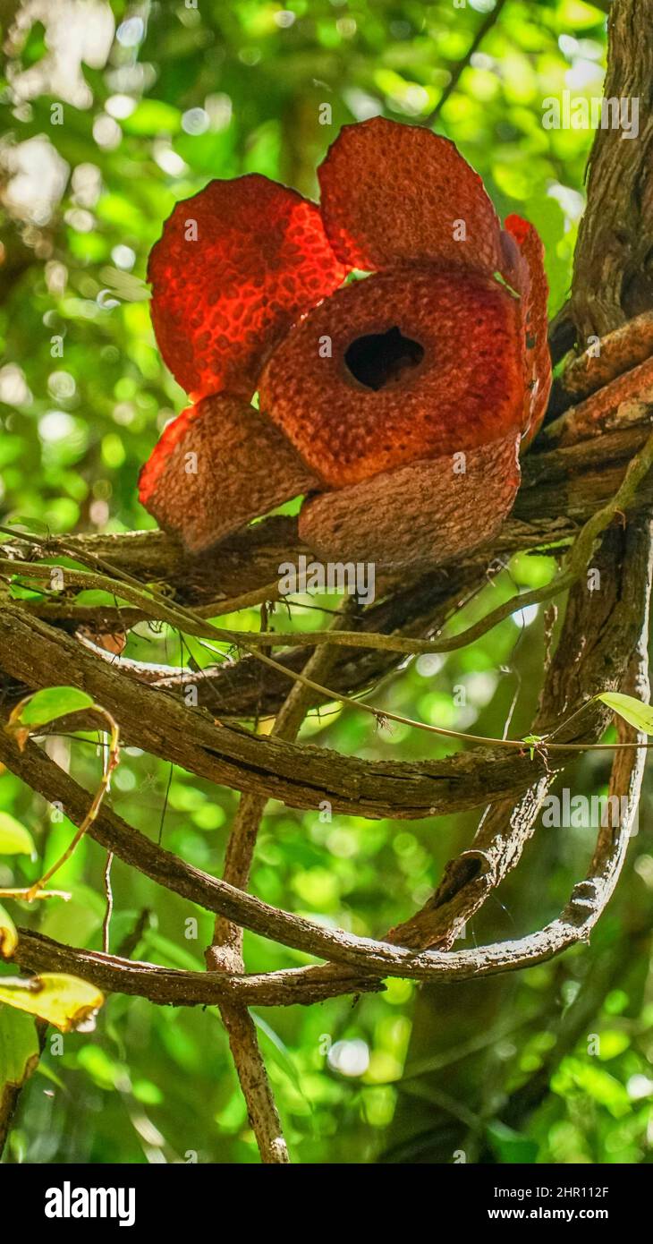 Rafflesia Rafflesia Micropylora High Resolution Stock Photography and ...