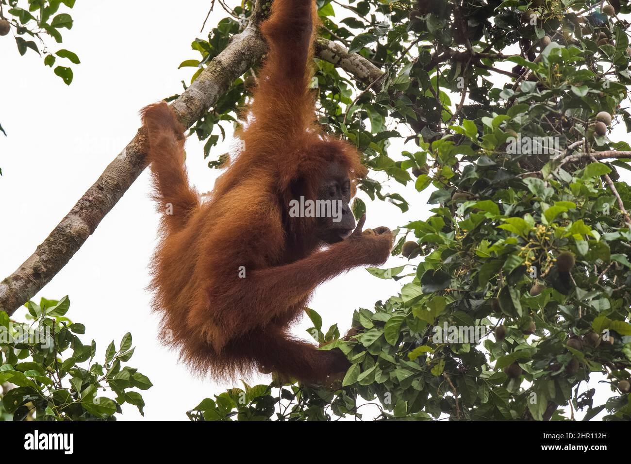 Tapanuli orangutan (Pongo tapanuliensis) female eating fruits, Batang ...