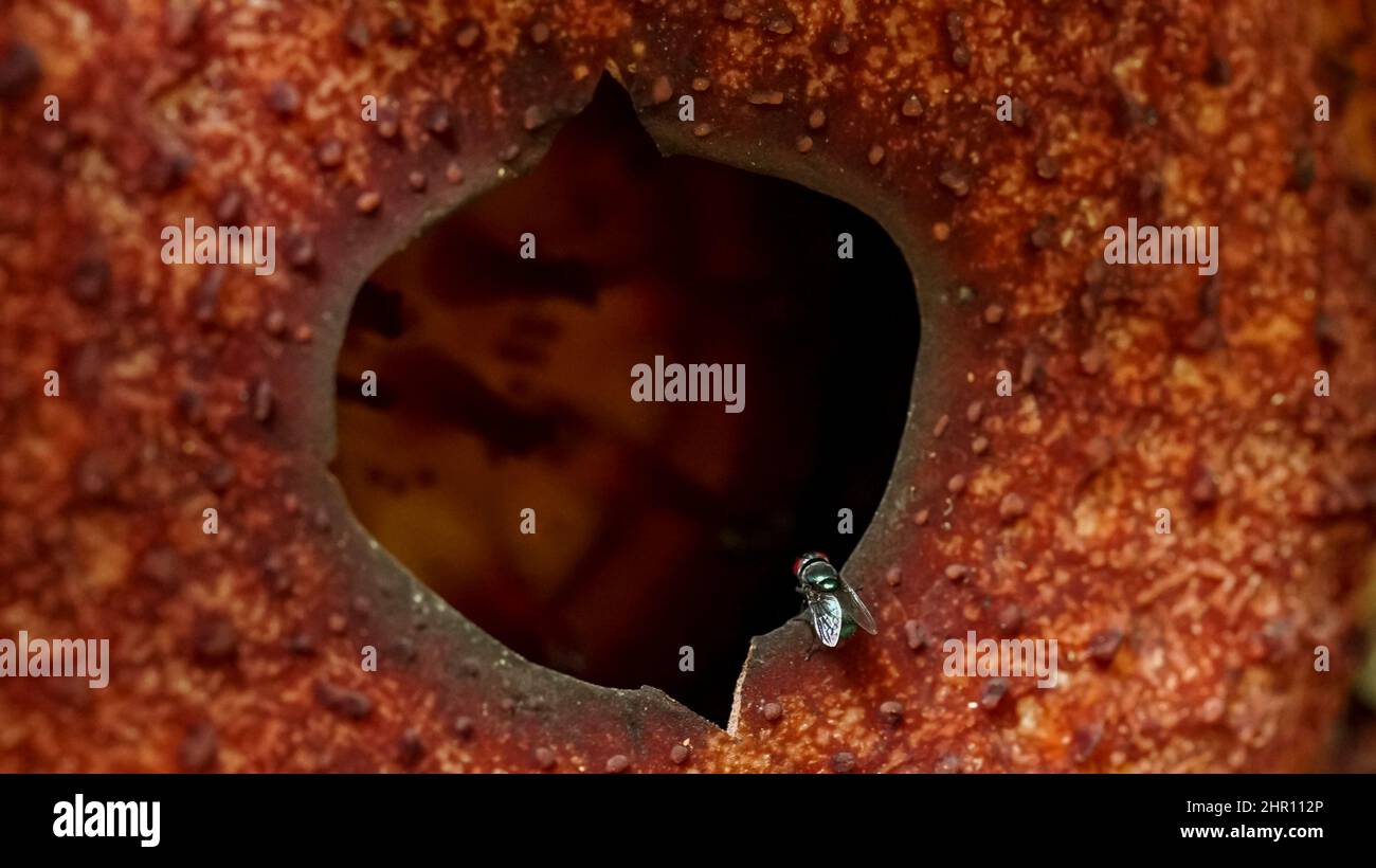 Fly on a Rafflesia (Rafflesia micropylora) growing on vine, North ...