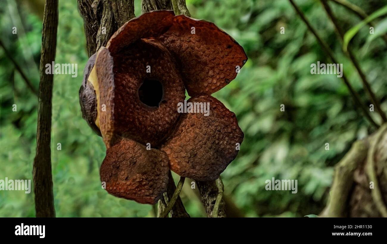 Rafflesia rafflesia micropylora hi-res stock photography and images - Alamy