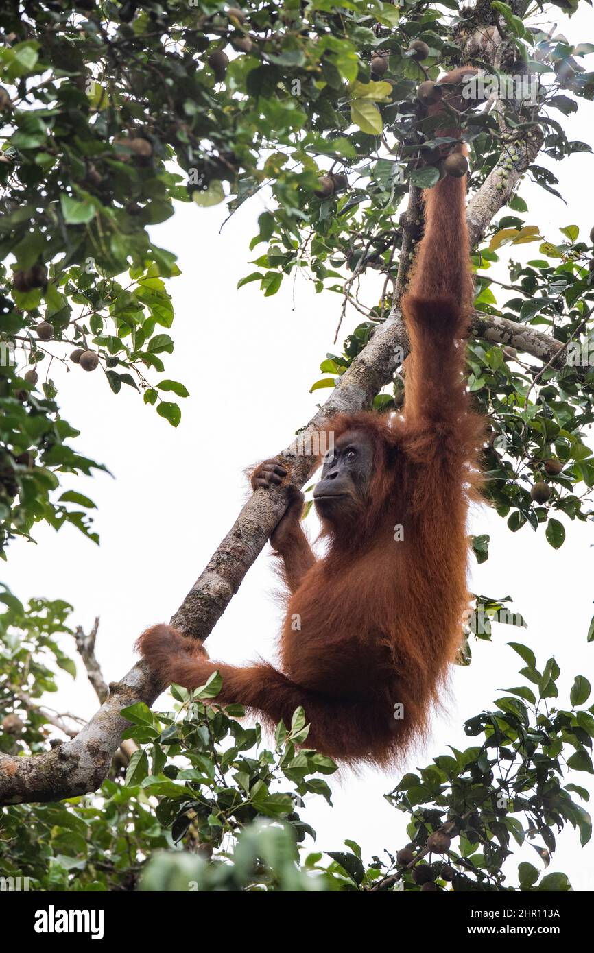 Tapanuli orangutan (Pongo tapanuliensis) female eating fruits, Batang ...