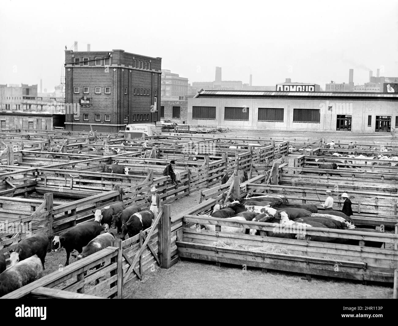 Buyer looking over cattle. Union Stock Yards, Chicago, Illinois, USA ...