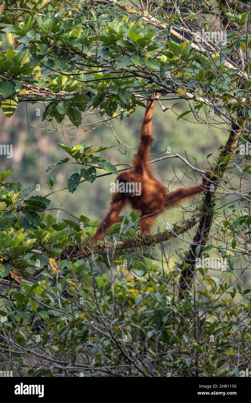 Tapanuli orangutan (Pongo tapanuliensis) female eating fruits, Batang ...