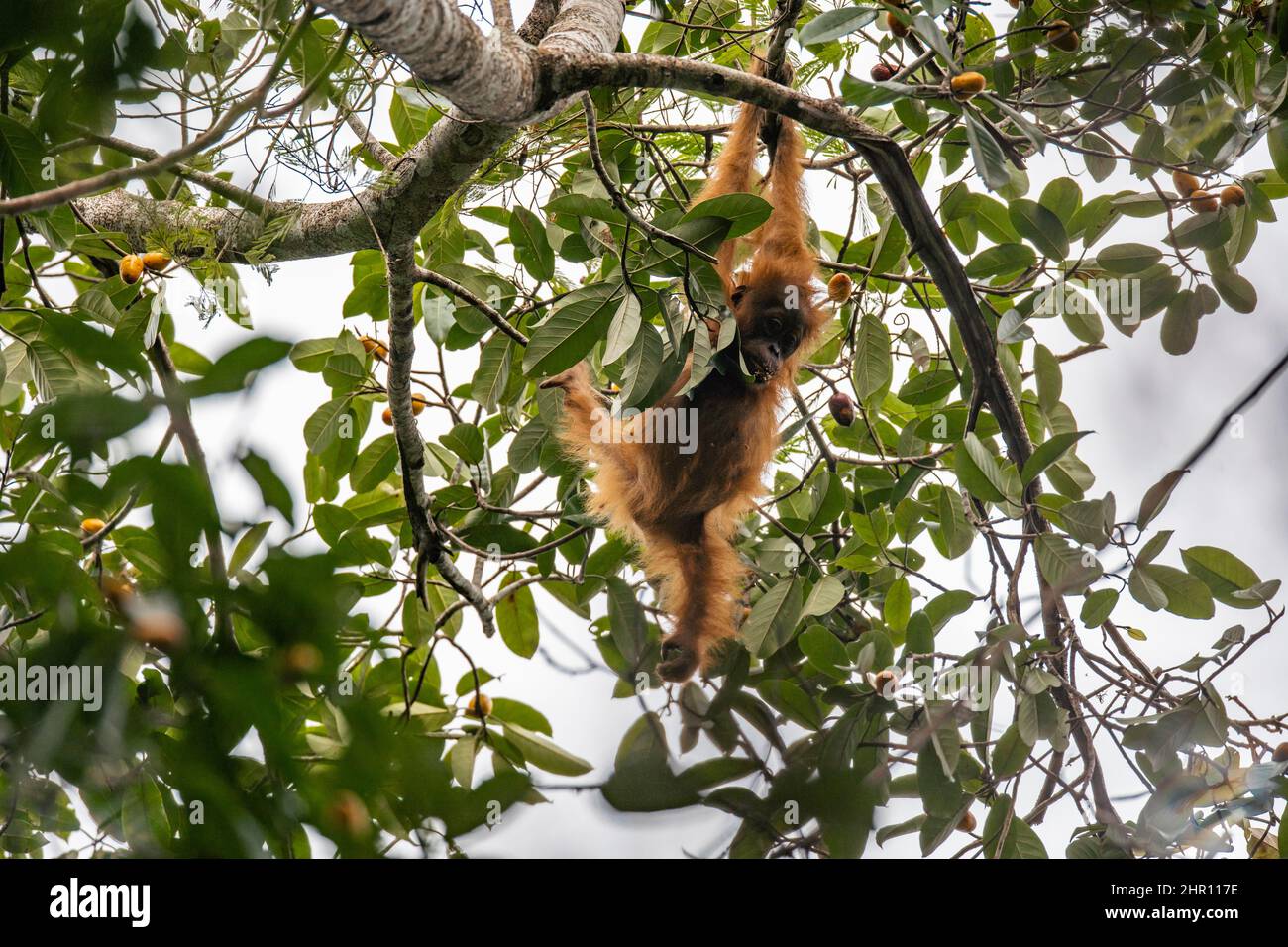 Tapanuli orangutan (Pongo tapanuliensis) juvenil eating fruits, Batang ...