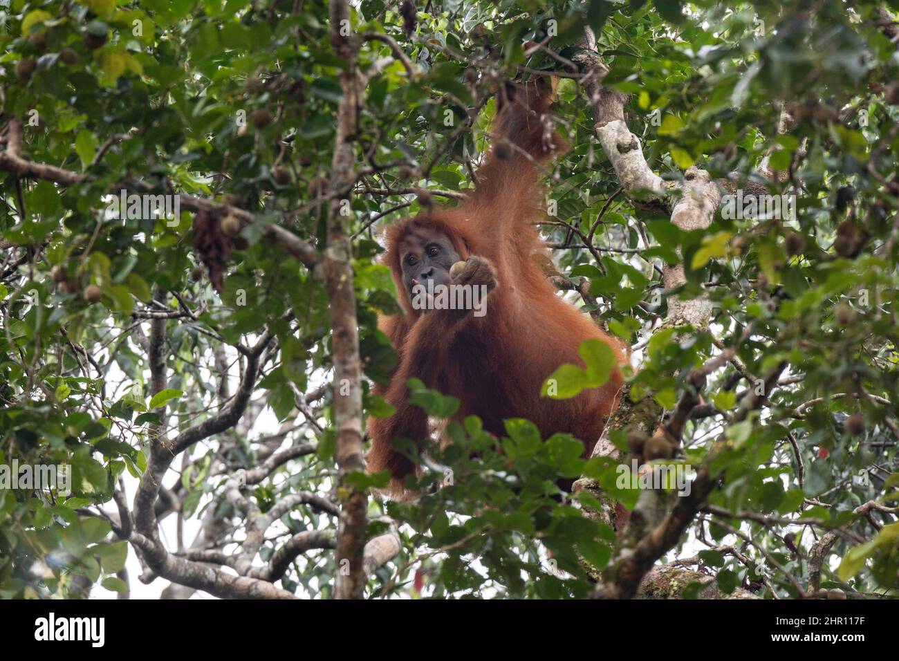 Tapanuli orangutan (Pongo tapanuliensis) female eating fruits, Batang ...