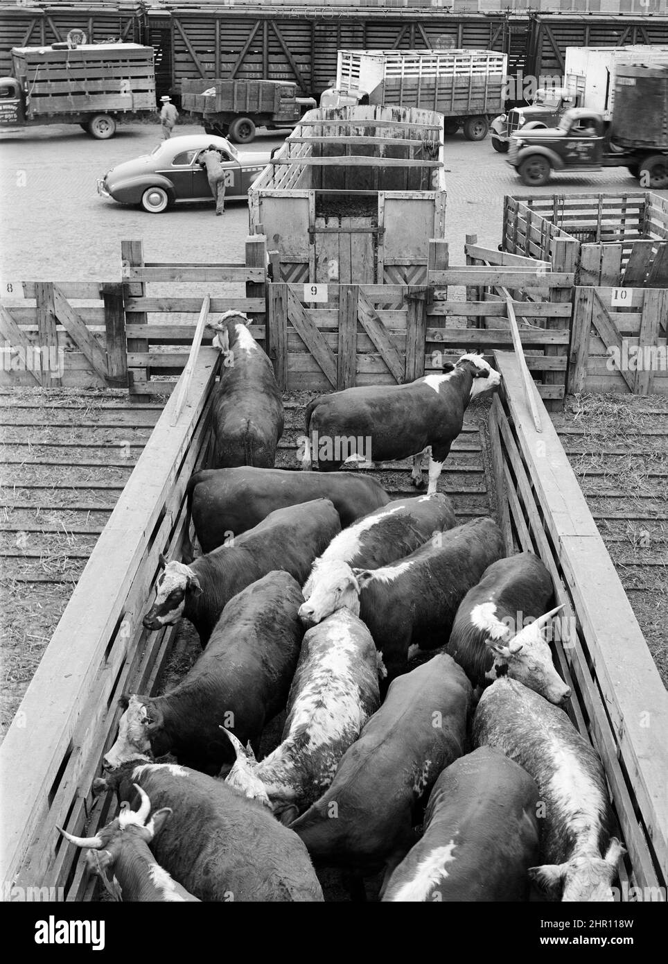 Cattle yards hi-res stock photography and images - Alamy