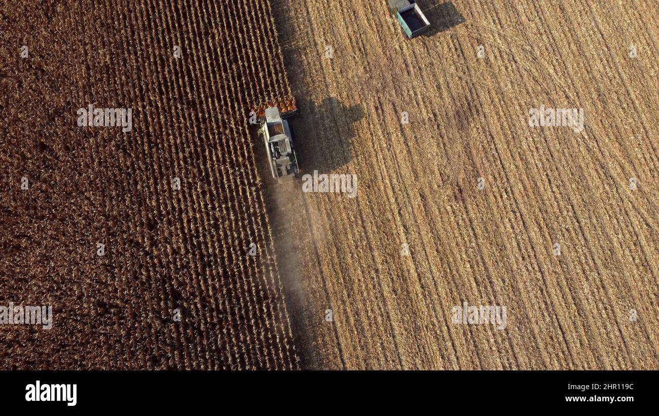 Aerial Drone View Flight Over Combine Harvester that Reaps Dry Corn in ...