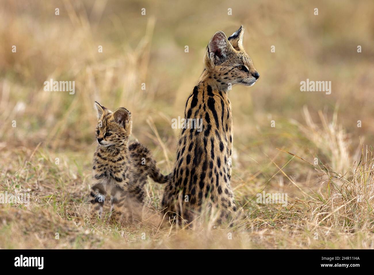 Serval (Leptailurus serval) in the savannah, cub (2 months old) with ...