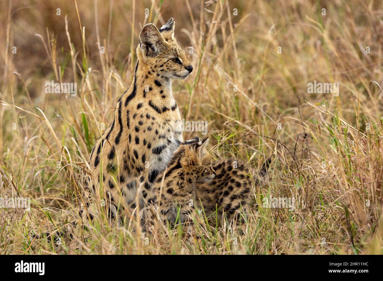 Serval (Leptailurus serval) in the savannah, cub (2 months old) with ...