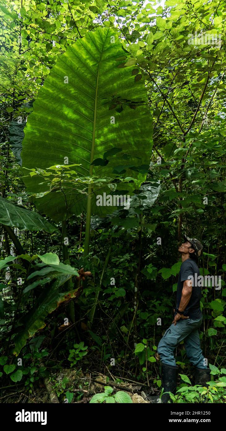 Man and giant Alocasia leaf (Alocasia sp), Lamin Guntur Eco park, East ...