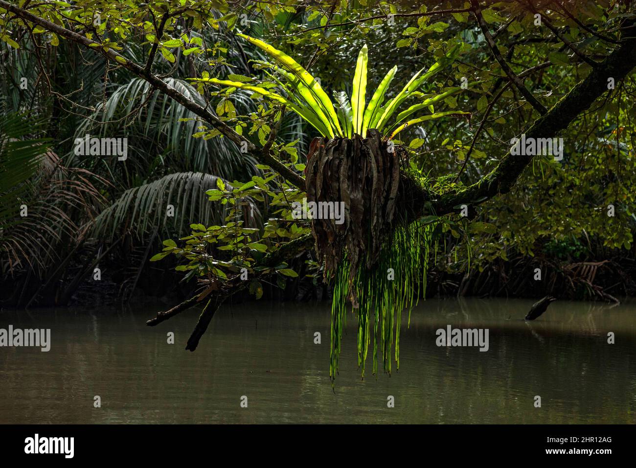 Bird's nest fern (Asplenium nidus), Cigenter River, Ujung Kulon ...