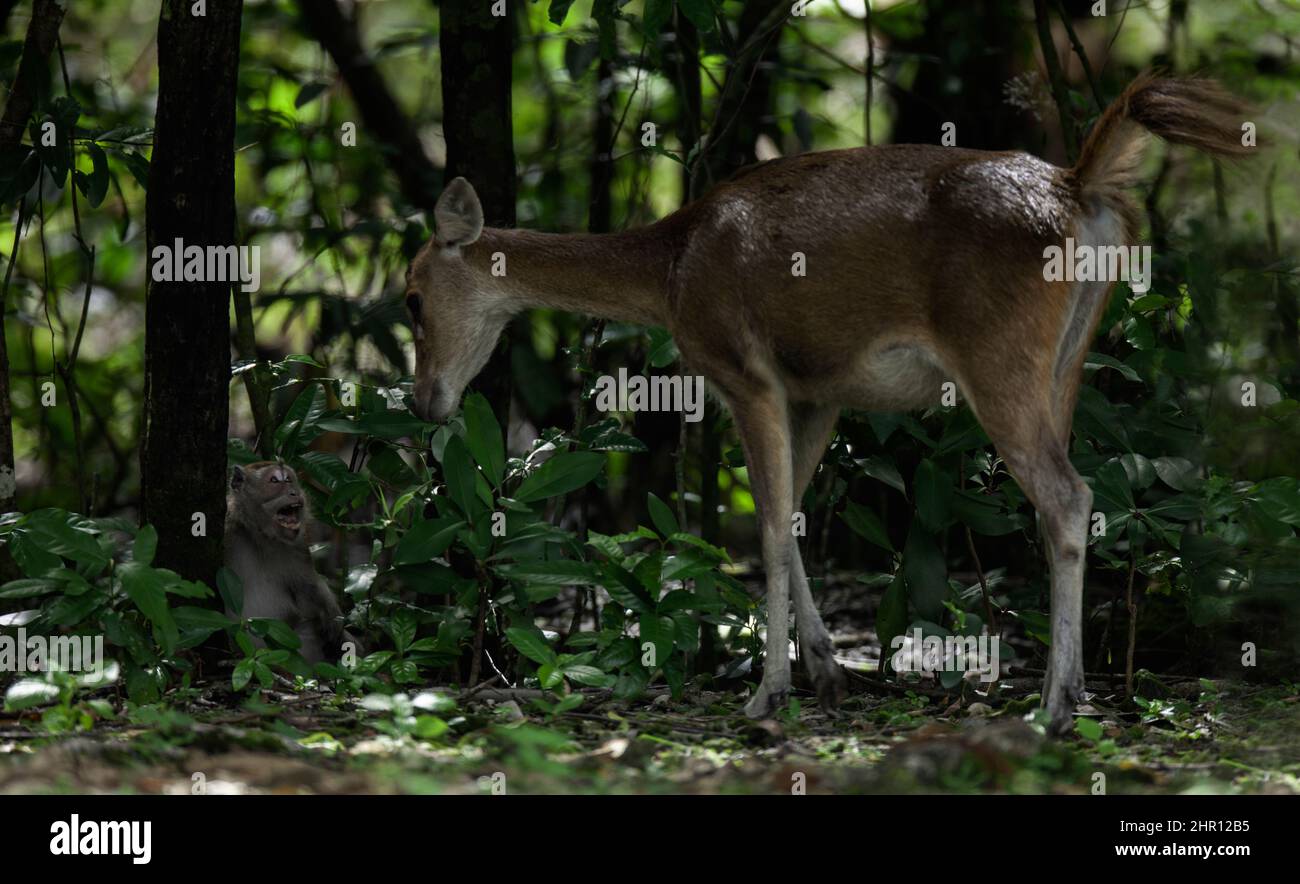 Timor Deer (Rusa timorensis) female facing a Long-tailed macaque ...