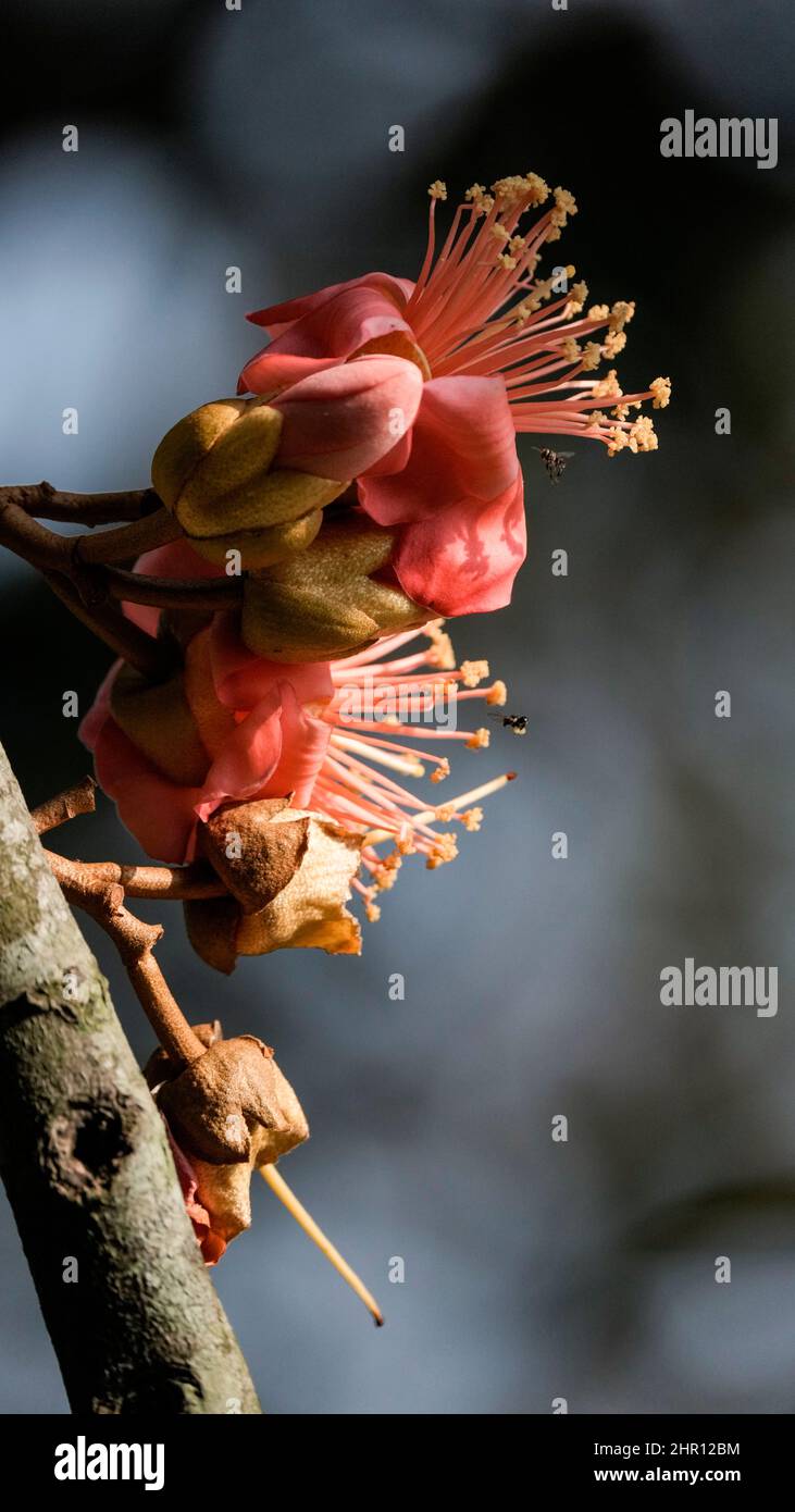 Red Durian flower (Durio zibethinus) and small pollinating bee, West ...