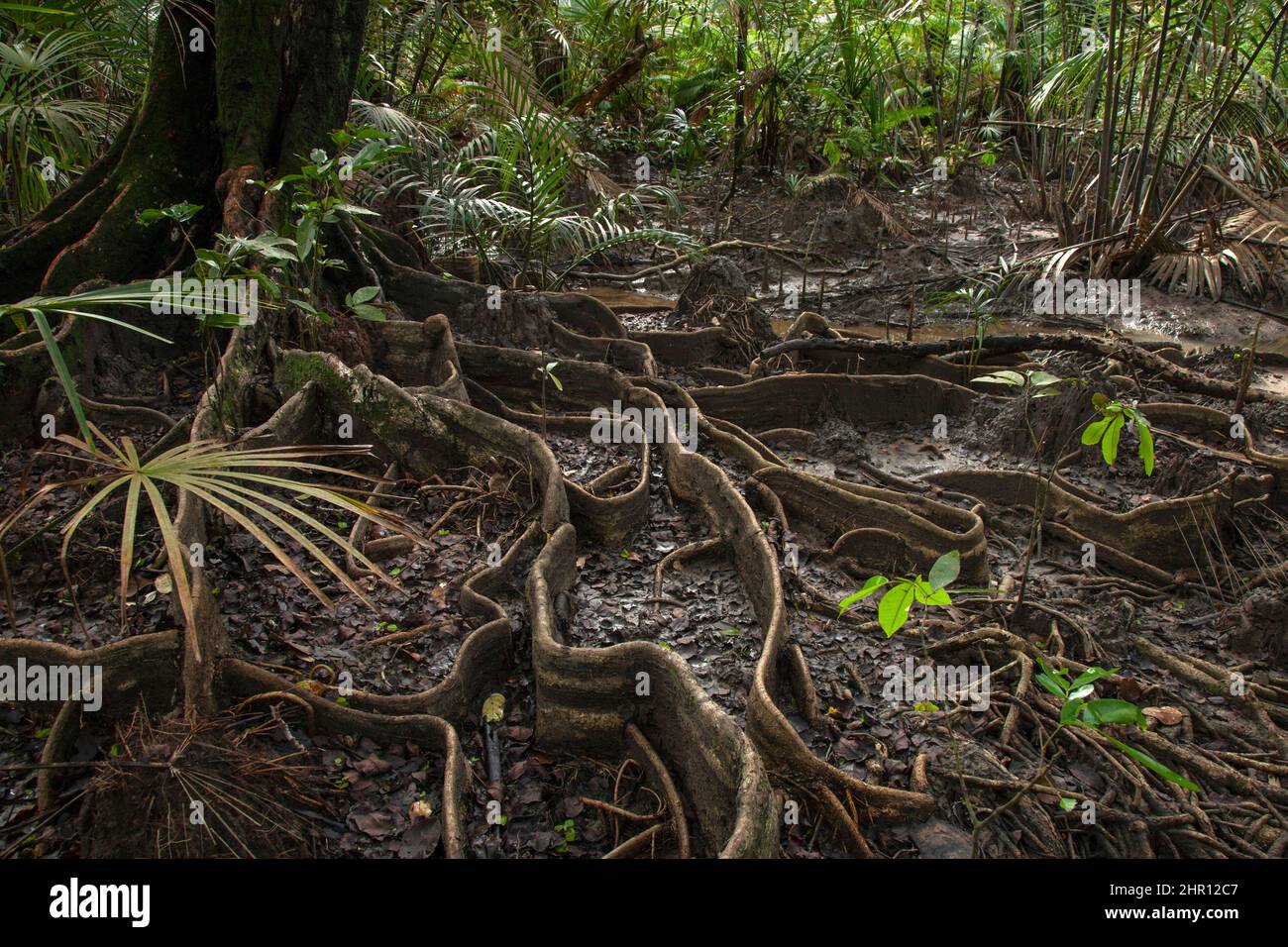 Mangrove (Xylocarpus sp) buttress rootes, Cigenter river, Ujun Kulon ...