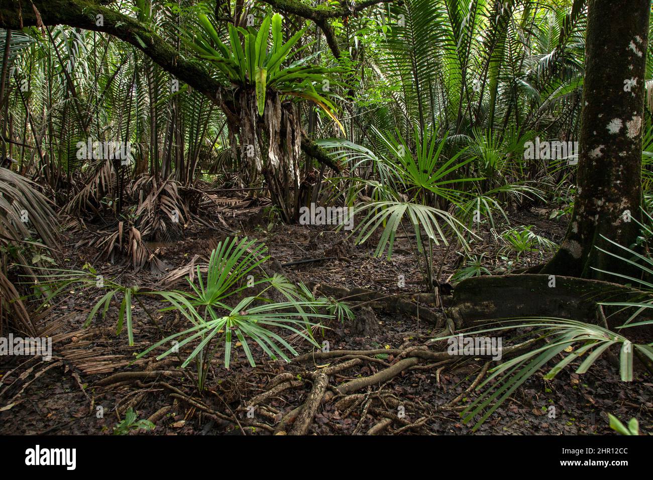 Mangrove forest bank protection hi-res stock photography and images - Alamy