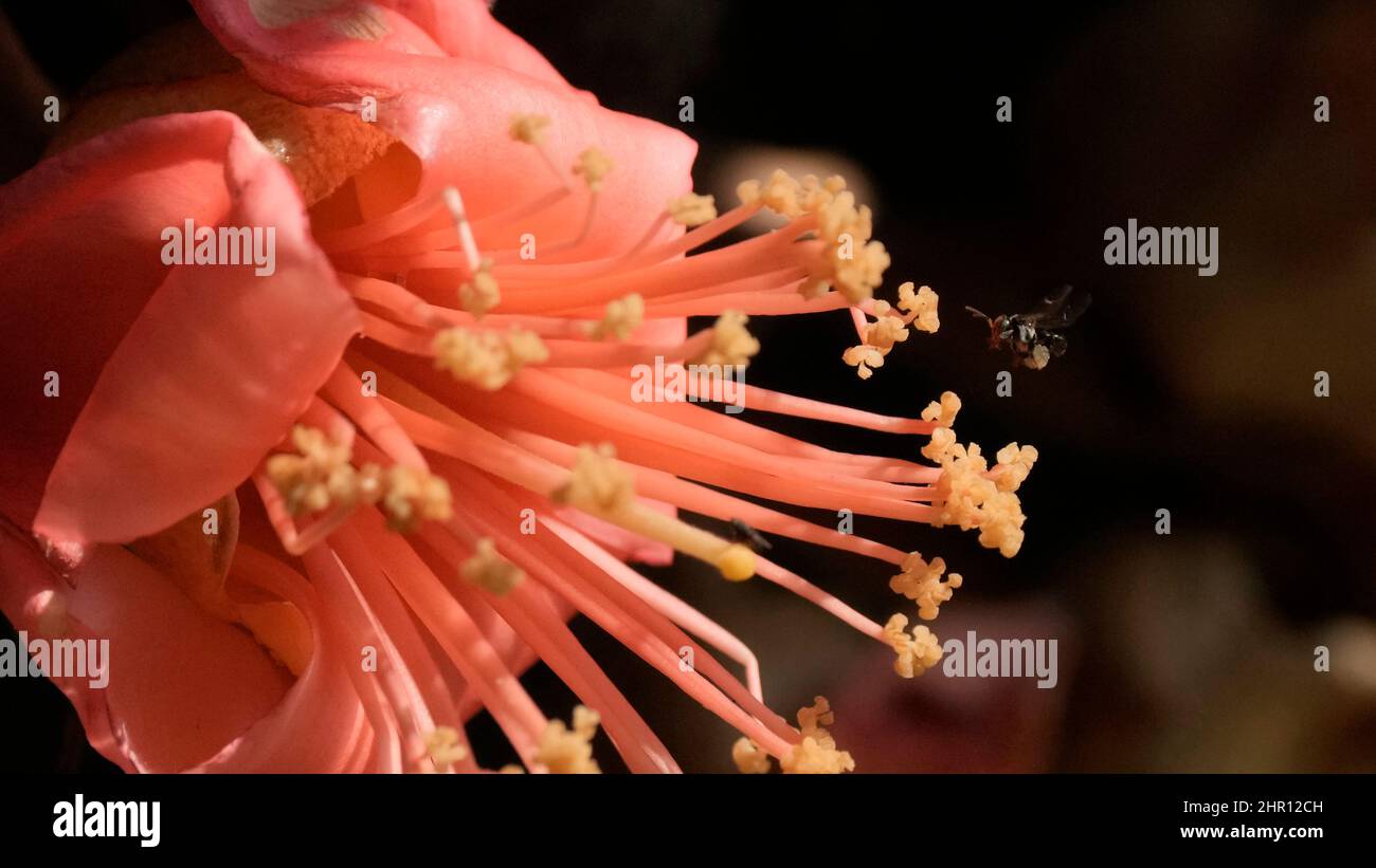 Red Durian flower (Durio zibethinus) and small pollinating bee, West ...