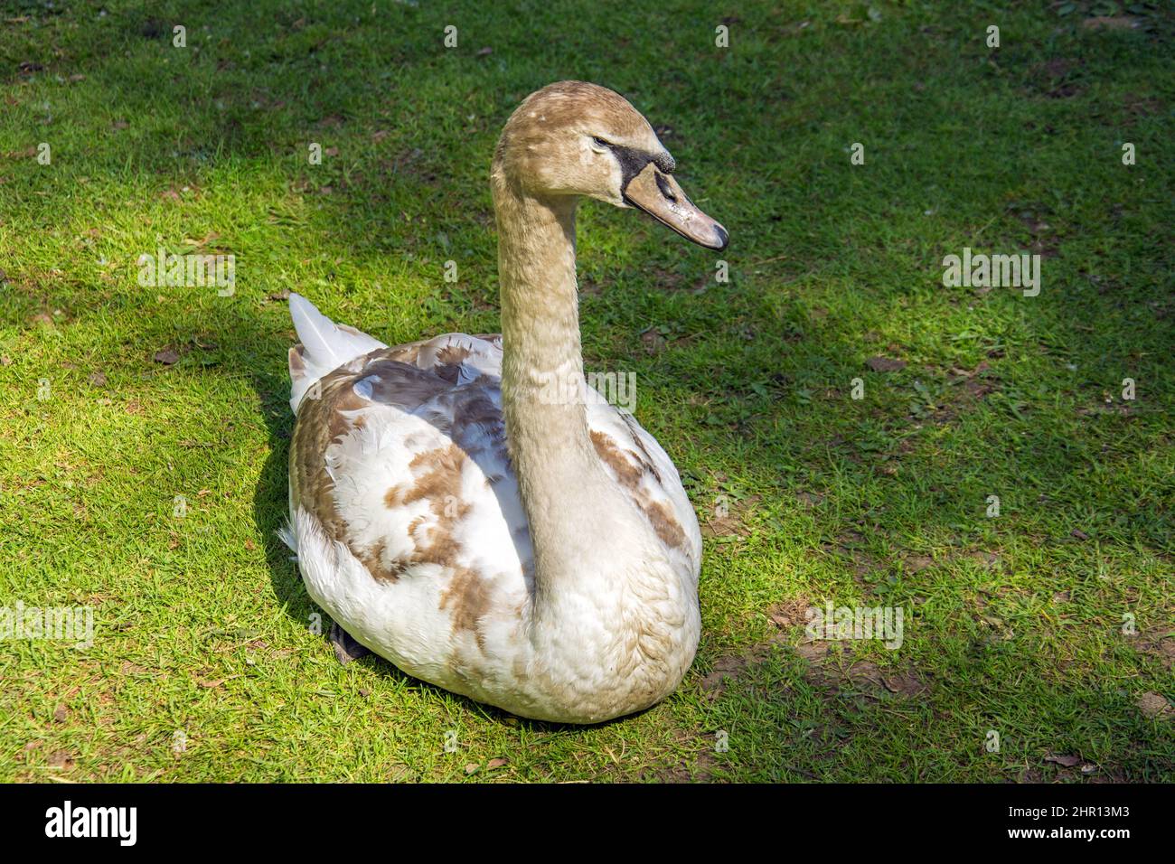 Growing swan hi-res stock photography and images - Alamy