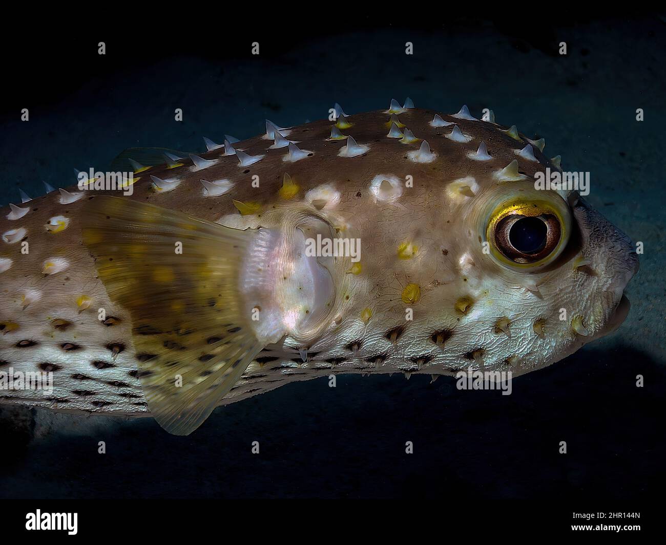 A Yellow-spotted Burrfish (Cyclichthys spilostylus) in the Red Sea ...
