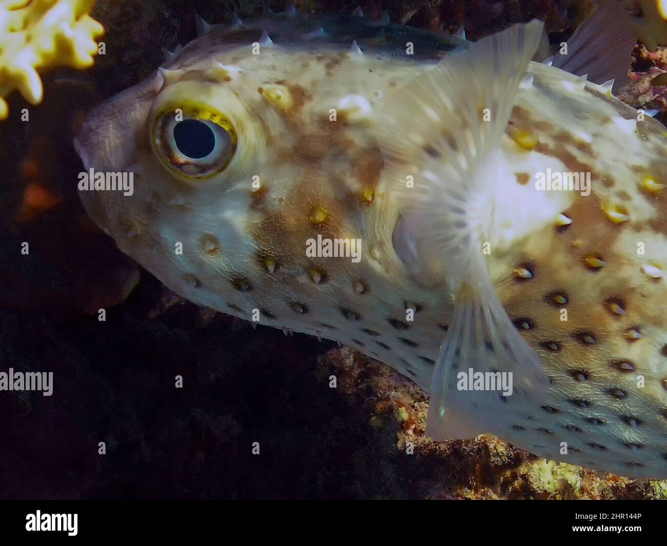 A Yellow-spotted Burrfish (Cyclichthys spilostylus) in the Red Sea ...