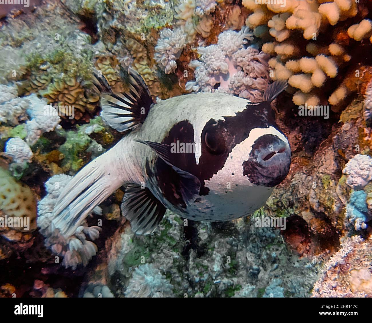 A Masked Puffer (Arothron diadematus) in the Red Sea, Egypt Stock Photo ...