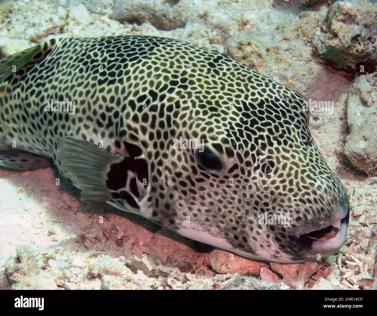 A Starry Puffer (Arothron stellatus) in the Red Sea, Egypt Stock Photo ...