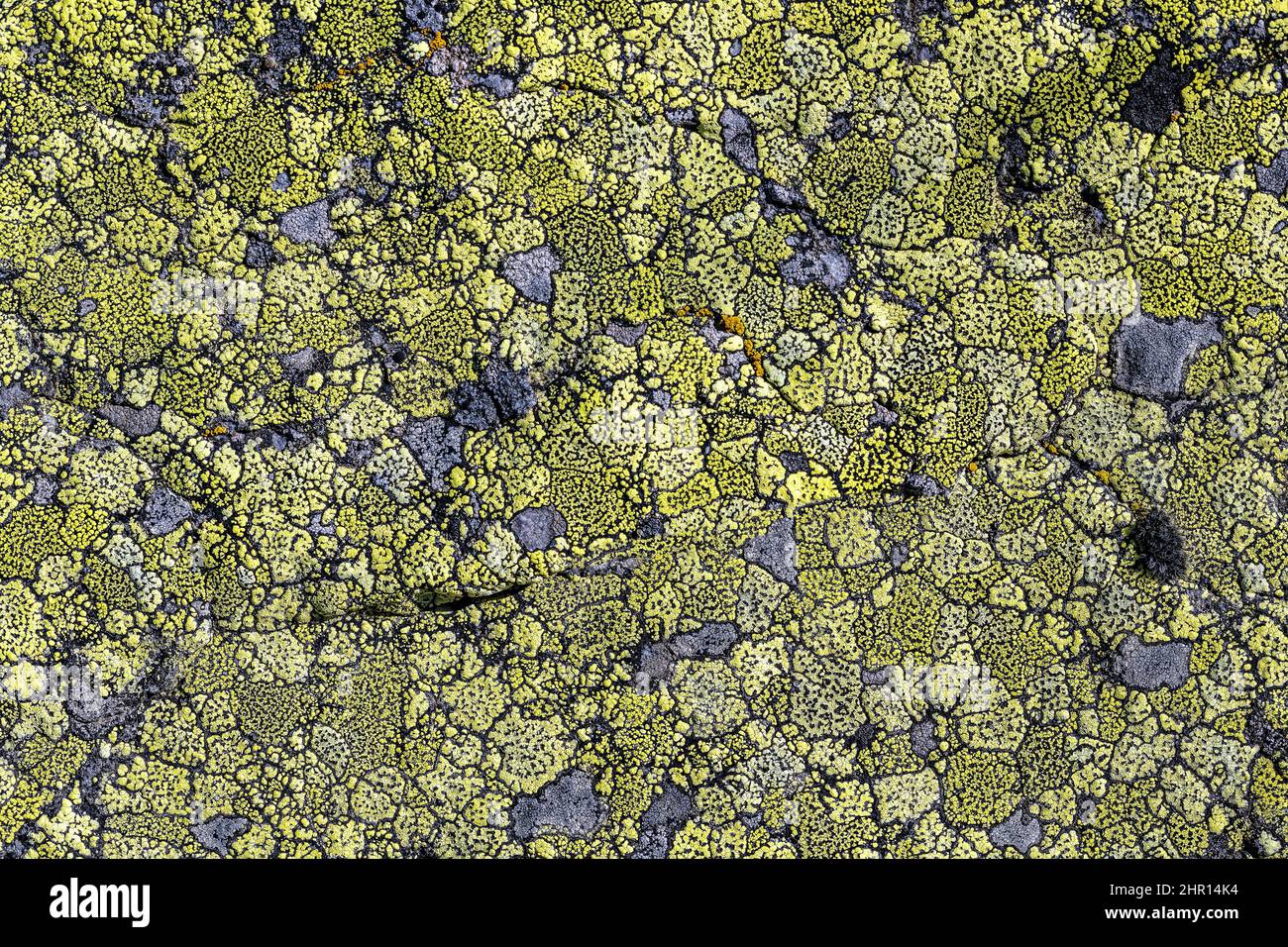 Crustacean lichen (Rhizocarpon geographicum) on Annot sandstone, Lac ...